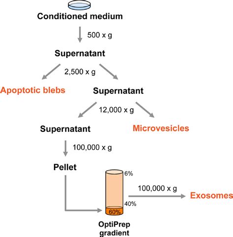 Isolation Of Human Trophoblastic Extracellular Vesicles And
