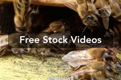 Protect The Bees Videos Download The Best Free 4k Stock Video Footage And Protect The Bees Hd