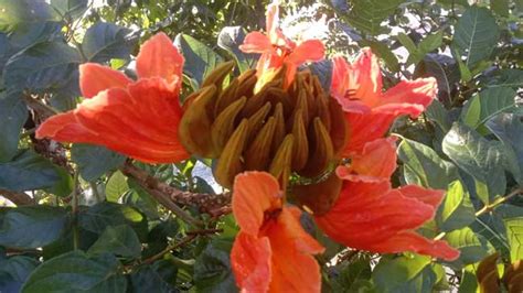 Kiacret Spathodea Campanulata Tanaman Paling Invasi Yang Kaya Manfaat