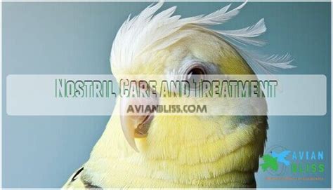 How To Clean Cockatiel Nostrils Safe Methods And Expert Tips