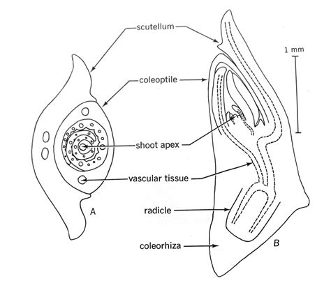 Lecture 26 Embryo And Seedling