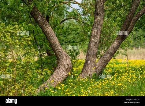 Single Isolated Large Big Tree In Nature Environment With Huge Trunk And Foliage Around Stock