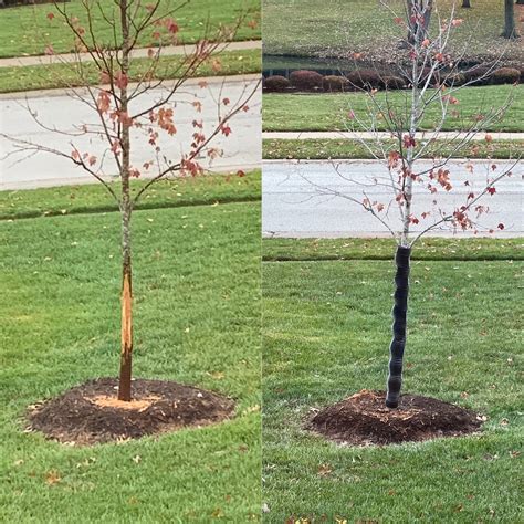 Treebute Tips Treebute