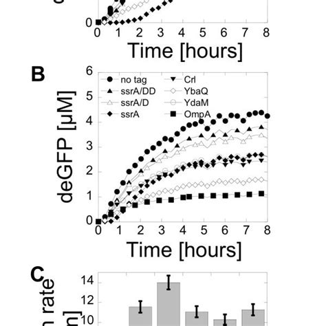 Protein Degradation With The Aaa Proteases In A Cell Free System A