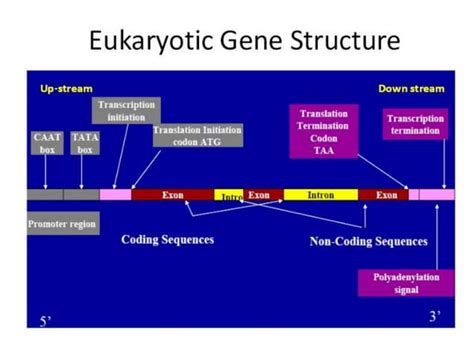Fine Structureof Geneallelic Complementationand Split Gene Pptx