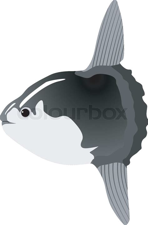 Sunfish Stock Vector Colourbox