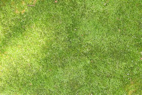 High Resolution Grass Texture Map