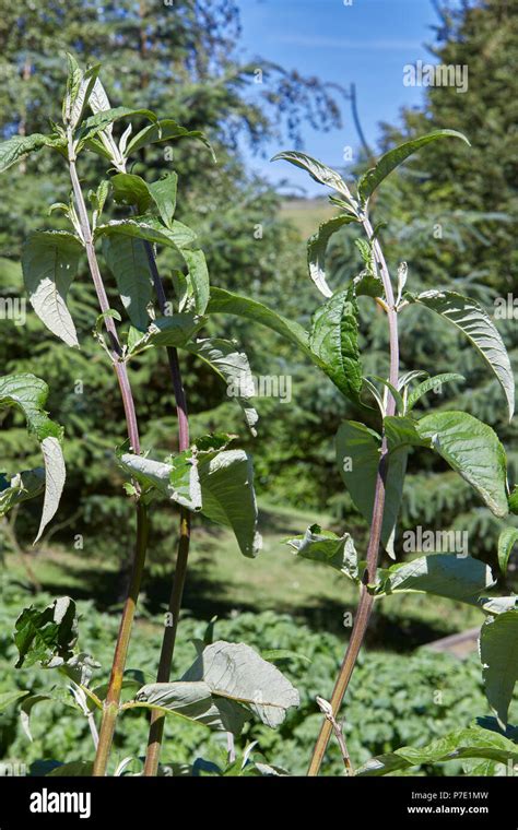 Wind Burn Damage To Buddleia Black Night Garden At 900ft In Nidderdale