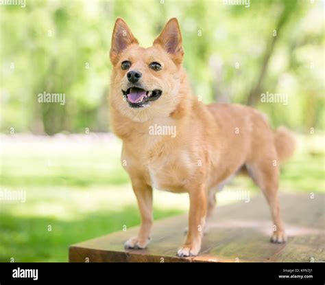 Finnish Spitz Mixed Breeds