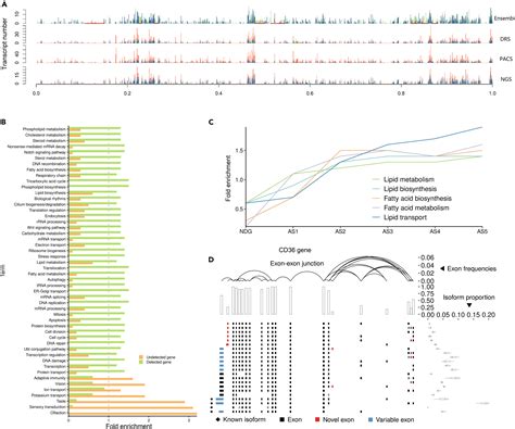 New Insights Into Transcriptome Variation During Cattle Adipocyte