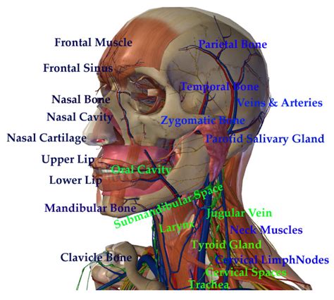 Schematic Drawing Of The Head And Neck Anatomical Sites Adapted From Download Scientific