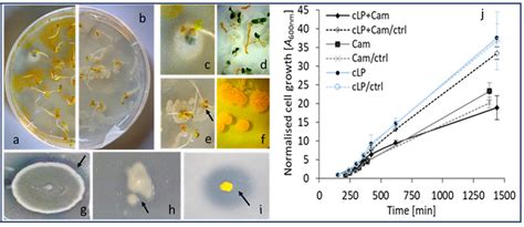 Phosphate Solubilization And Effect Of Cyclol Leu L Pro On The Download Scientific Diagram