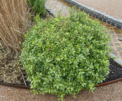 Best Dwarf Evergreens For Small Spaces 5 Compact