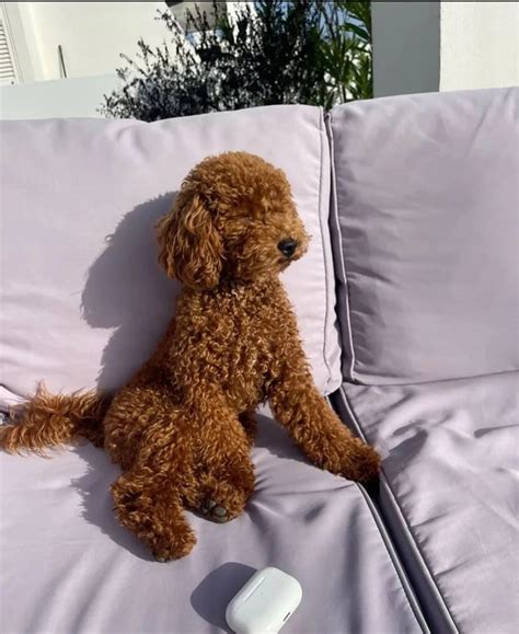 პუდელები და პატარა ჯიშის ლეკვები