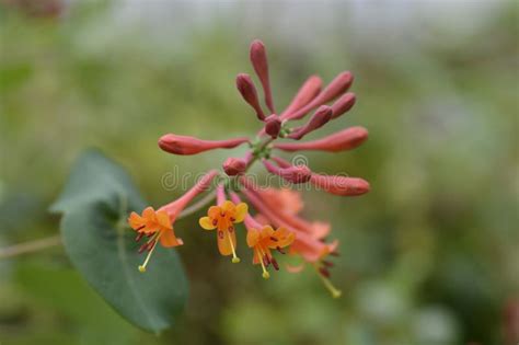 Honeysuckle Dropmore Scarlet Stock Image Image Of Dropmore Garden