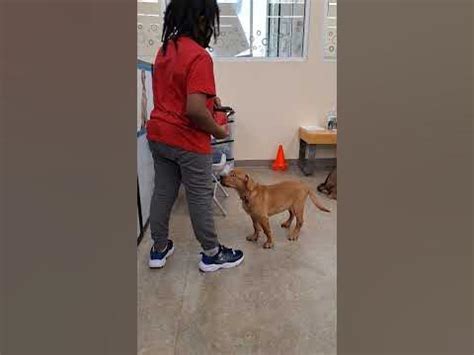 German Shepherd Pitbull Mix Training Time Youtube