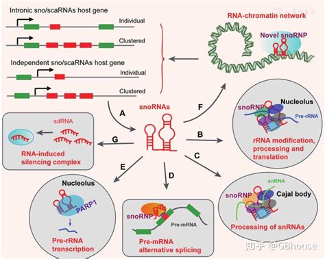 常见16 种 Rna 结构及其功能介绍，为什么你的研究是某一类特定rna 知乎