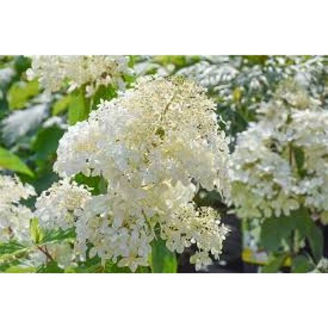 Hydrangea Paniculata Phantom Hortis