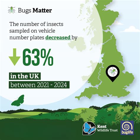Bugs Matter Survey Shows Ongoing Decline In Uk Flying Insects Buglife