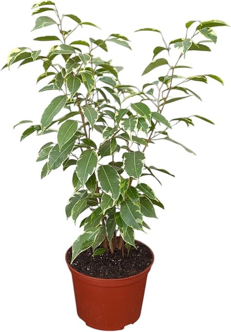 Ficus Benjamina Variegata Tree