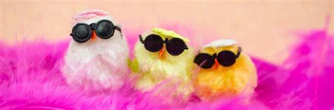 Pollitos De Color Fotos De Stock Imágenes De Pollitos De Color Sin Royalties Depositphotos