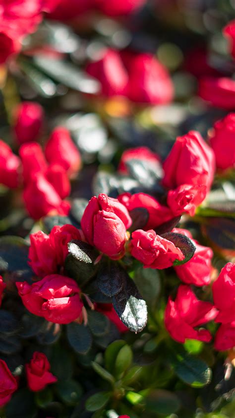 Azalea Assorted Flowers 6 Pot Easy Care Garden Plant Plantsome