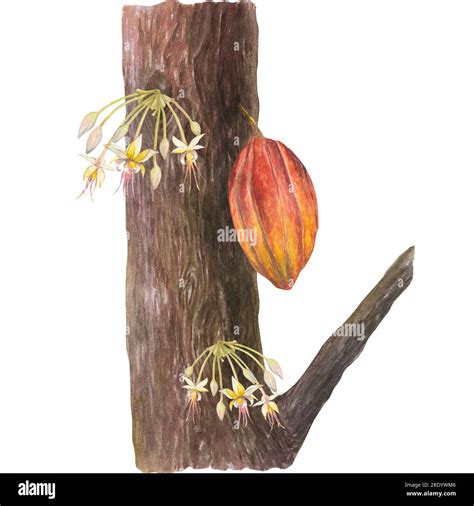 Watercolor Illustration Of Cocoa Brown Tree Trunk Red Cocoa Fruit And Tree Flowers Isolated