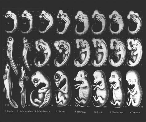 A Romantic Maybe Too Romantic Scientist Byte Size Biology