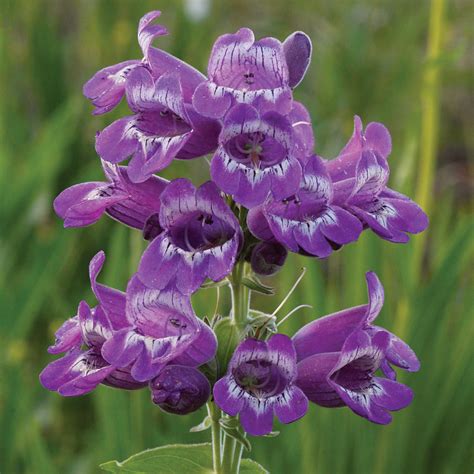 Penstemon Cobaea Purple Beardtongue
