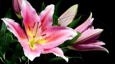 Tipos De Flores Rosadas Y Lo Que Debes Conocer De Ellas🌷