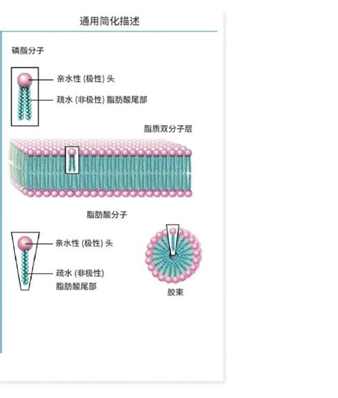 脂质的分类和作用及其在药物运输中的应用生物器材网