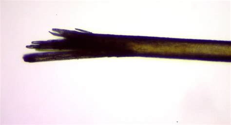 The Formation Of Split Ends Under A Microscope Rhaircarescience
