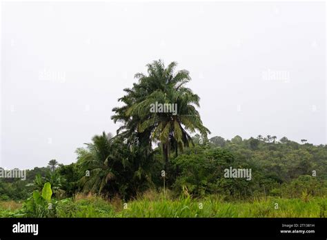 A Tree In The Middle Of The Green Forest Preserved Environment Stock