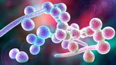 These Are The 4 Most Dangerous Fungi For Health According To Who