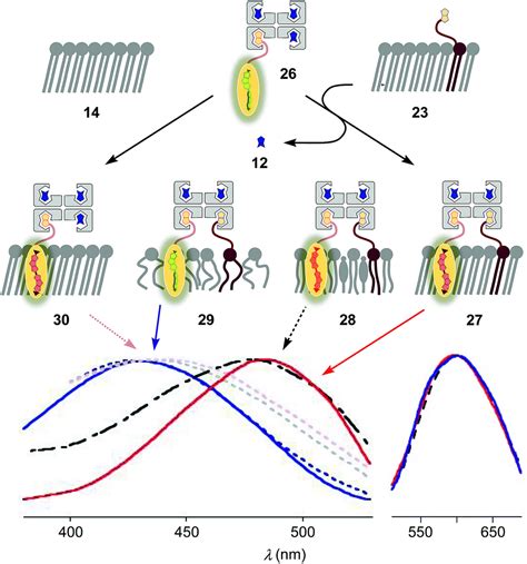 Streptavidin Interfacing As A General Strategy To Localize Fluorescent