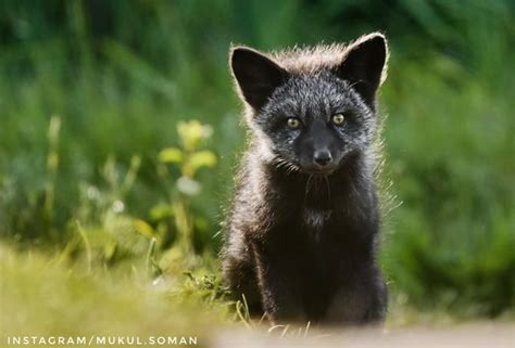 Silver Fox Kit Z9 800mm Pf Z R Nikon