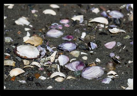 Shells Shells And More Shells Robsblogs