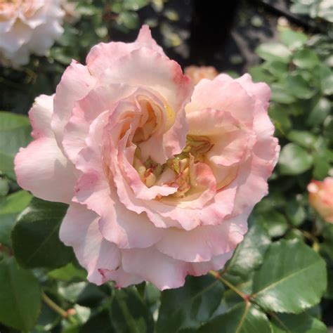 Sweet Sue Rose Whitepink Hybrid Tea Rose Style Roses