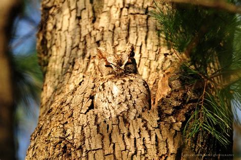 Invisible Eastern Screech Owl Screech Owl Eastern Screech Owl Owl