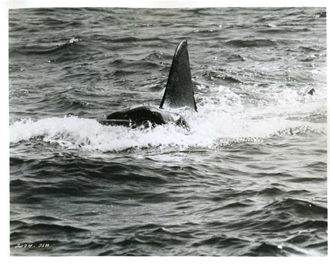Cool Ass Cinema Jaws 2 My Favorite Sequel To The Scariest Movie Ever Made
