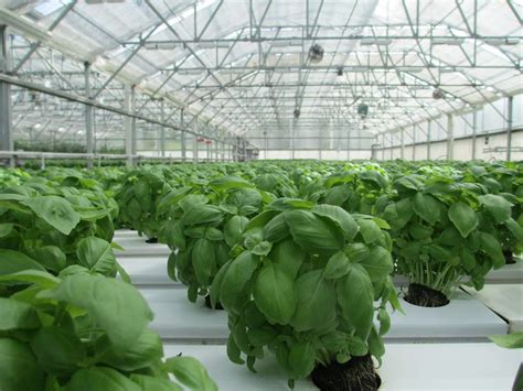 How To Improve The Taste Color And Life Span Of Grocery Store Basil