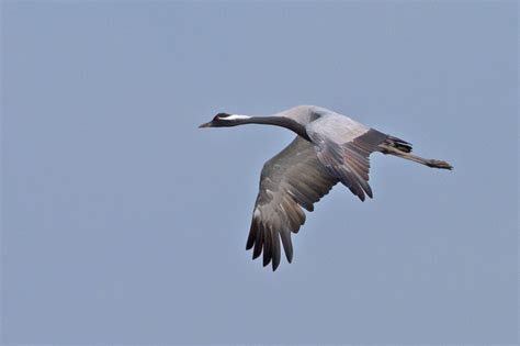 Birding Mongolia