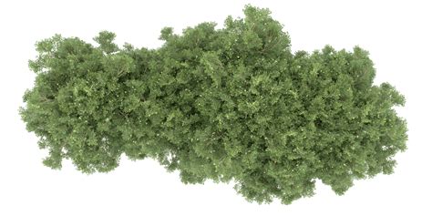 Forest Top View Pngs For Free Download
