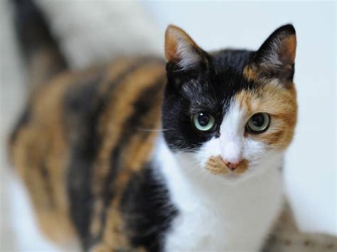 Les Chats Tricolores Calicos Ou Isabelle
