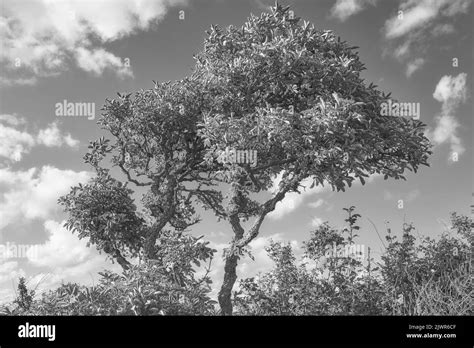 The Tree Token Of A Type Tree Universal Plant In All Types And The Tree Token Of A Type Tree Universal Plant In All Types And