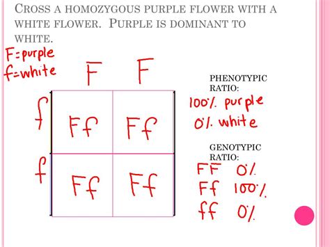 Ppt Basic Genetics Powerpoint Presentation Free Download Id5167694