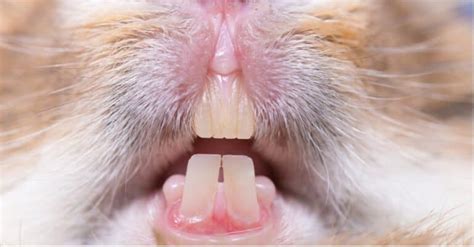 Rabbit Teeth Everything You Need To Know A Z Animals