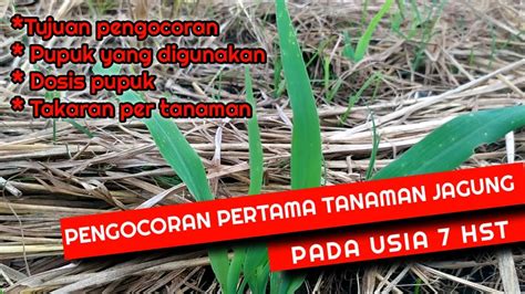 Cara Pengocoran Tanaman Jagung Di Usia 7 Hst