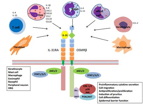 Canine Il 31细胞筛选模型 技术文章 南京科佰生物
