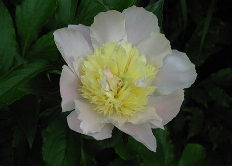 Ester Photograph By Melissa Adamson